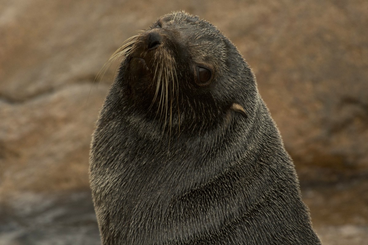 Isla de Lobos en el Atlántico pasa a ser área natural protegida de ...