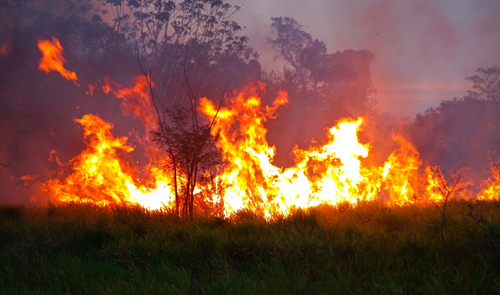 Bolivia declara emergencia nacional por incendios forestales - Diario ...
