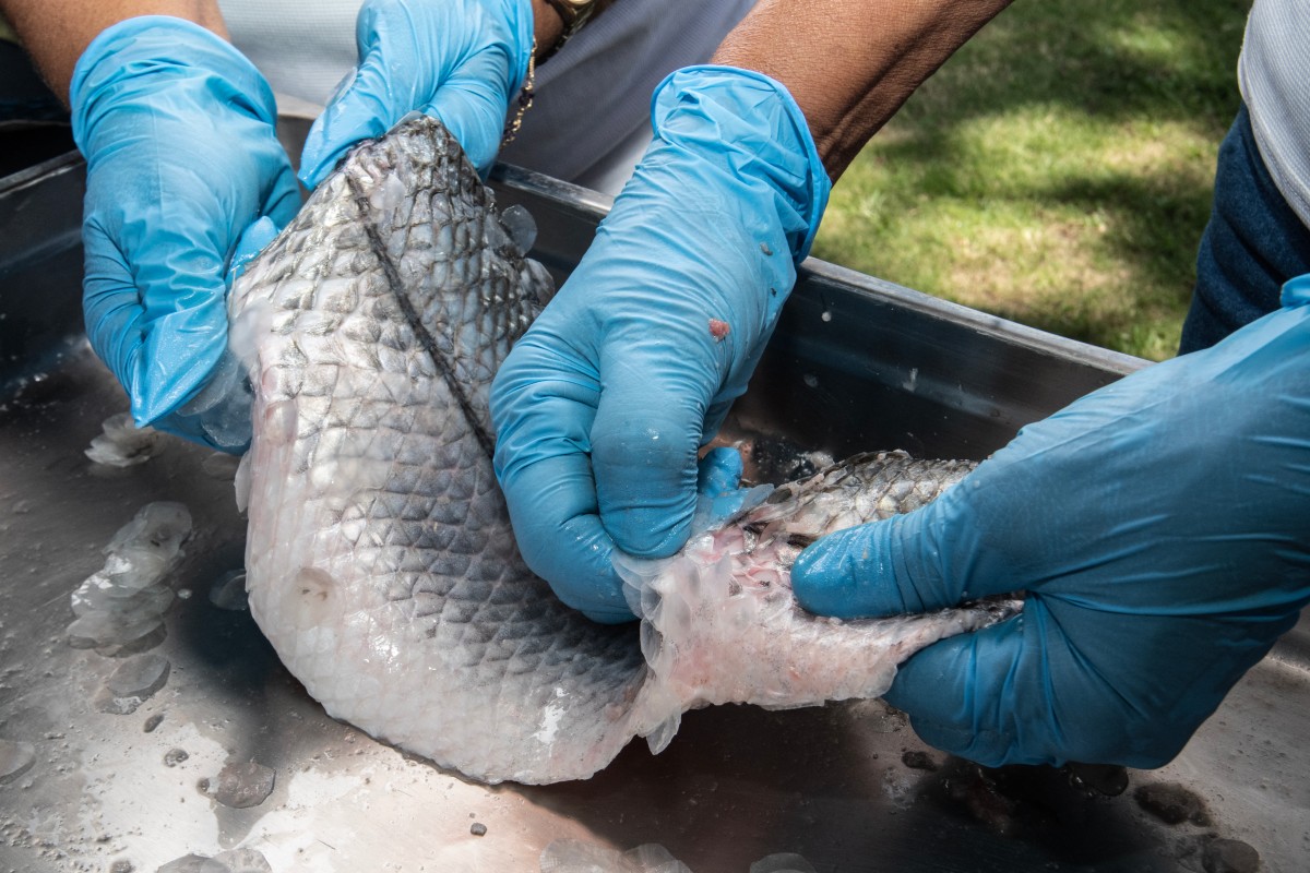Mujeres curten piel de pescado en playa de Costa Rica para moda ...