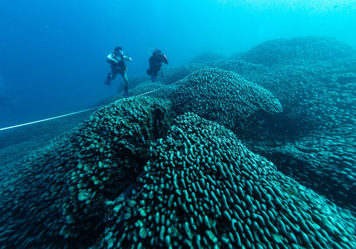 Científicos descubren el coral más grande del mundo cerca de Islas ...