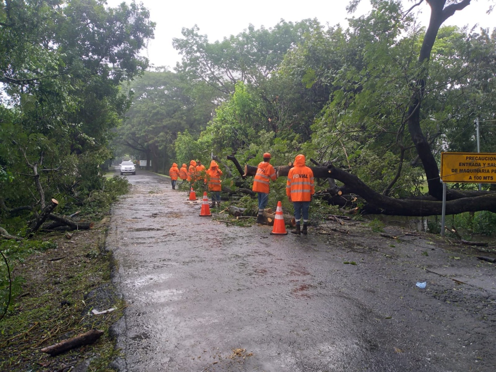 El 42 % de emergencias por lluvias fueron árboles caídos - Diario El ...