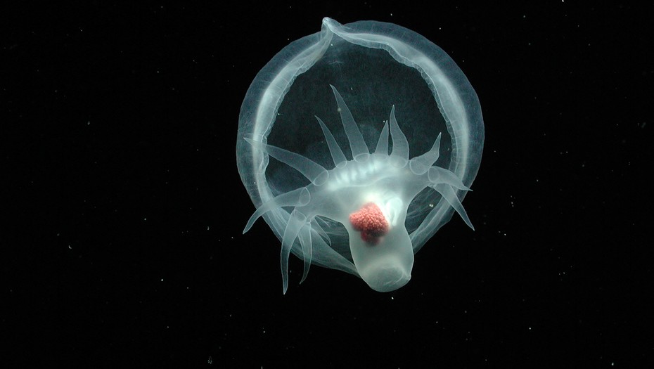 Descubren una espectacular babosa en el mar profundo de California ...