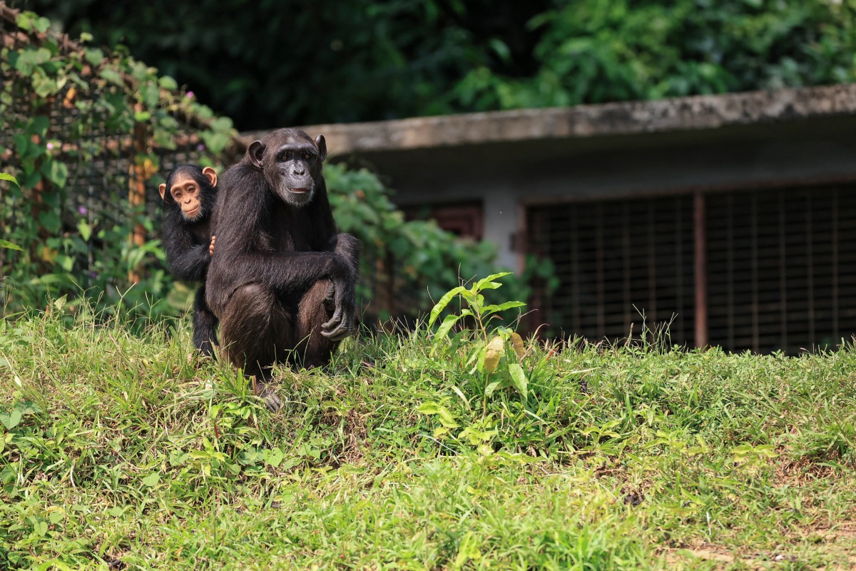 Un santuario en Camerún acoge a chimpancés en peligro de extinción ...