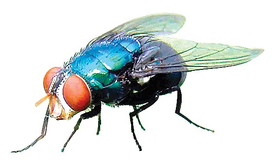 La miasis por gusano barrenador se puede prevenir - Diario El Salvador