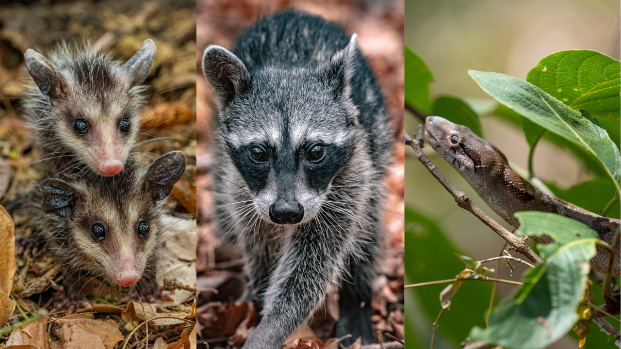 Tacuazines, mapaches y serpientes pueden aparecer en tu casa, ¿qué ...